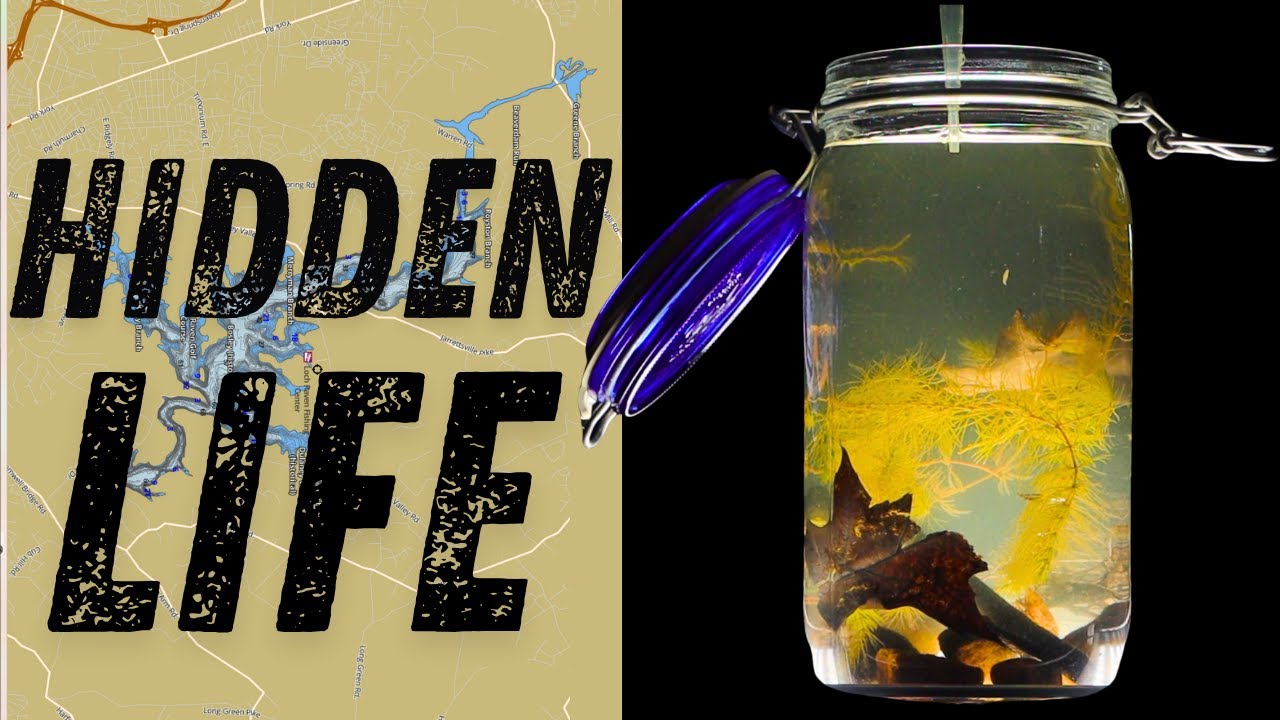 Witness the Hidden Life of Loch Raven — Captured in a Jar 🌿🫙 - YouTube