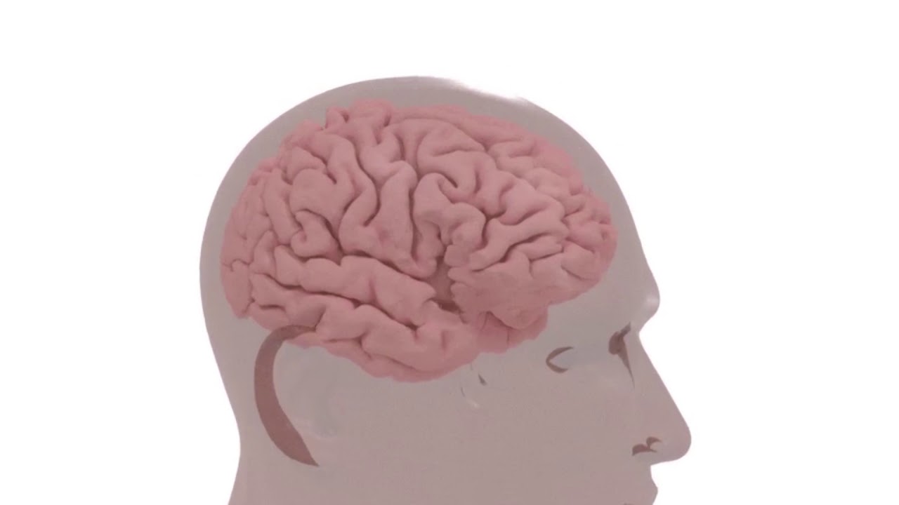 How Speech Movements Are Controlled by Our Brain - YouTube