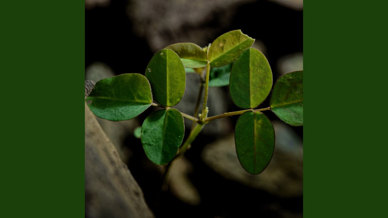 Warrior's Lullaby - YouTube