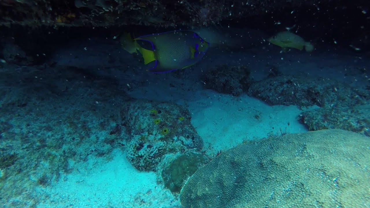 Manchones Reef - YouTube