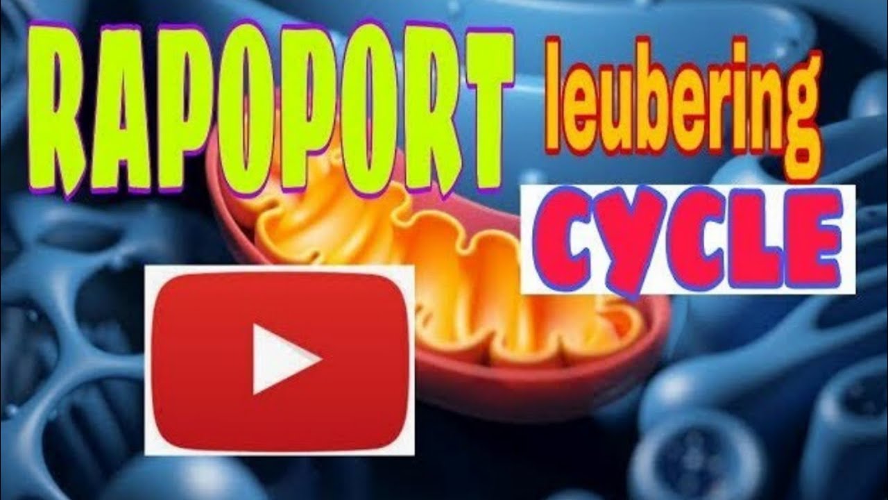 Rapoport Leubering cycle | rapoport shunt | 2,3-BPG | metabolism ...