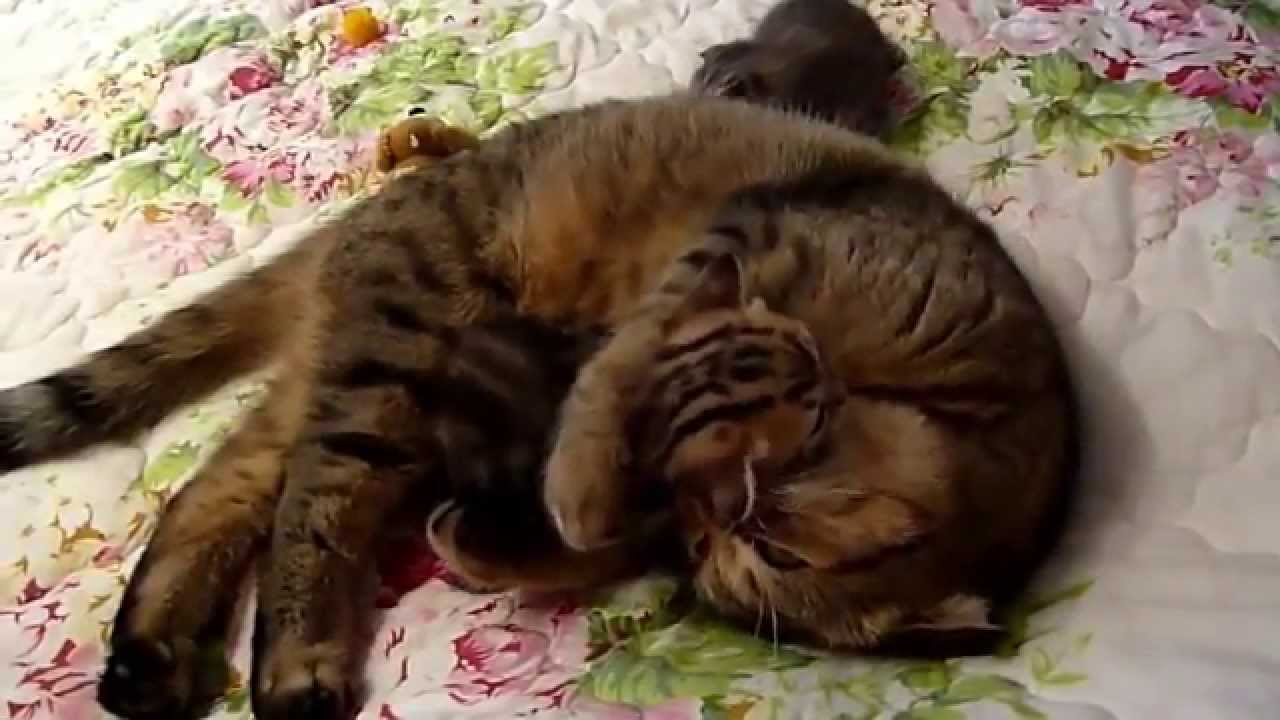 Die fürsorgliche Mama Katze pflegt Kätzchen. - YouTube