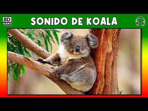 SONIDO DE KOALA 🐨