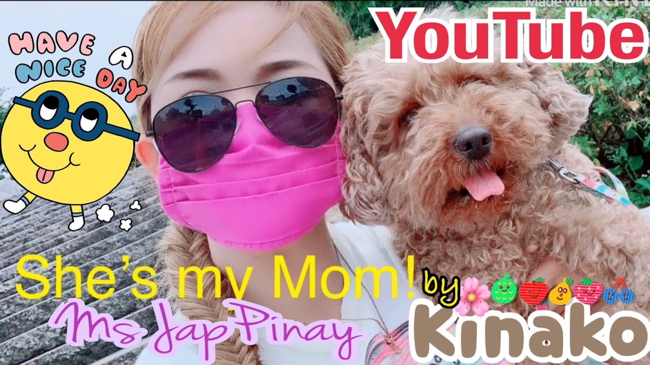 【ペット】トイプードルのキナコちゃん Toy Poodle Kinako - YouTube