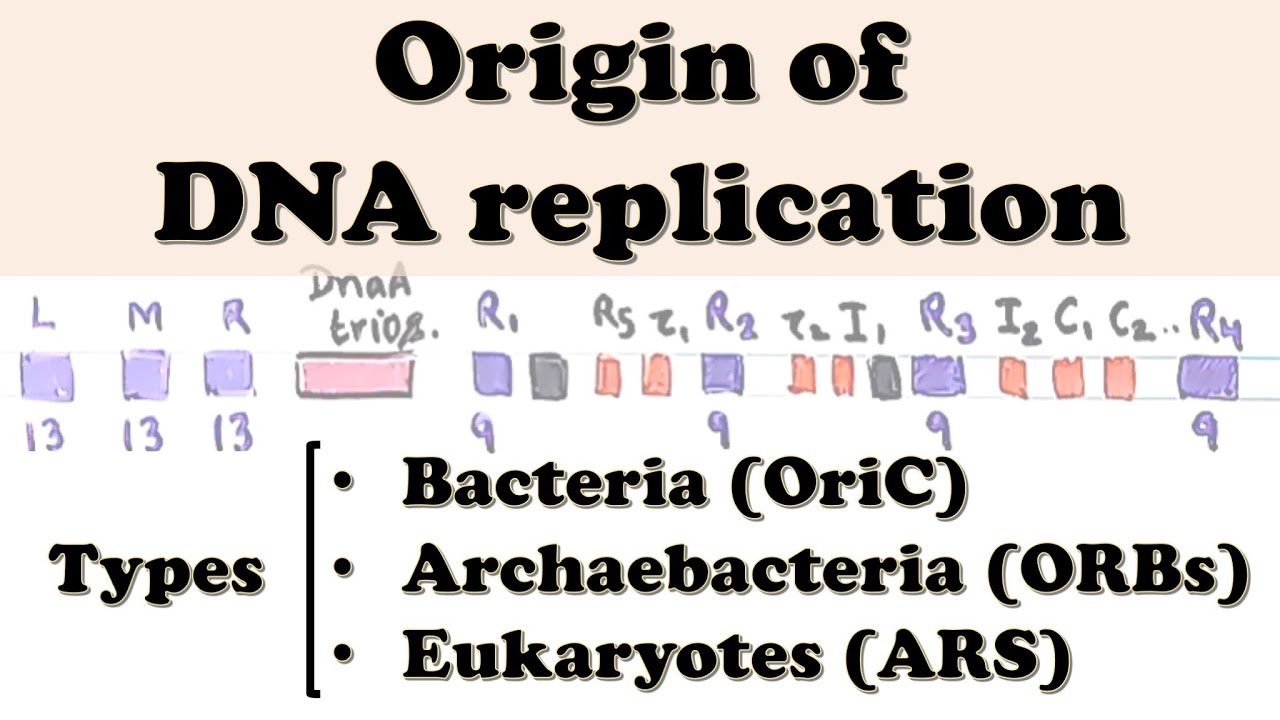 DNA Replication - Origin of Replication (OriC, ORBs, ARS etc.) - YouTube