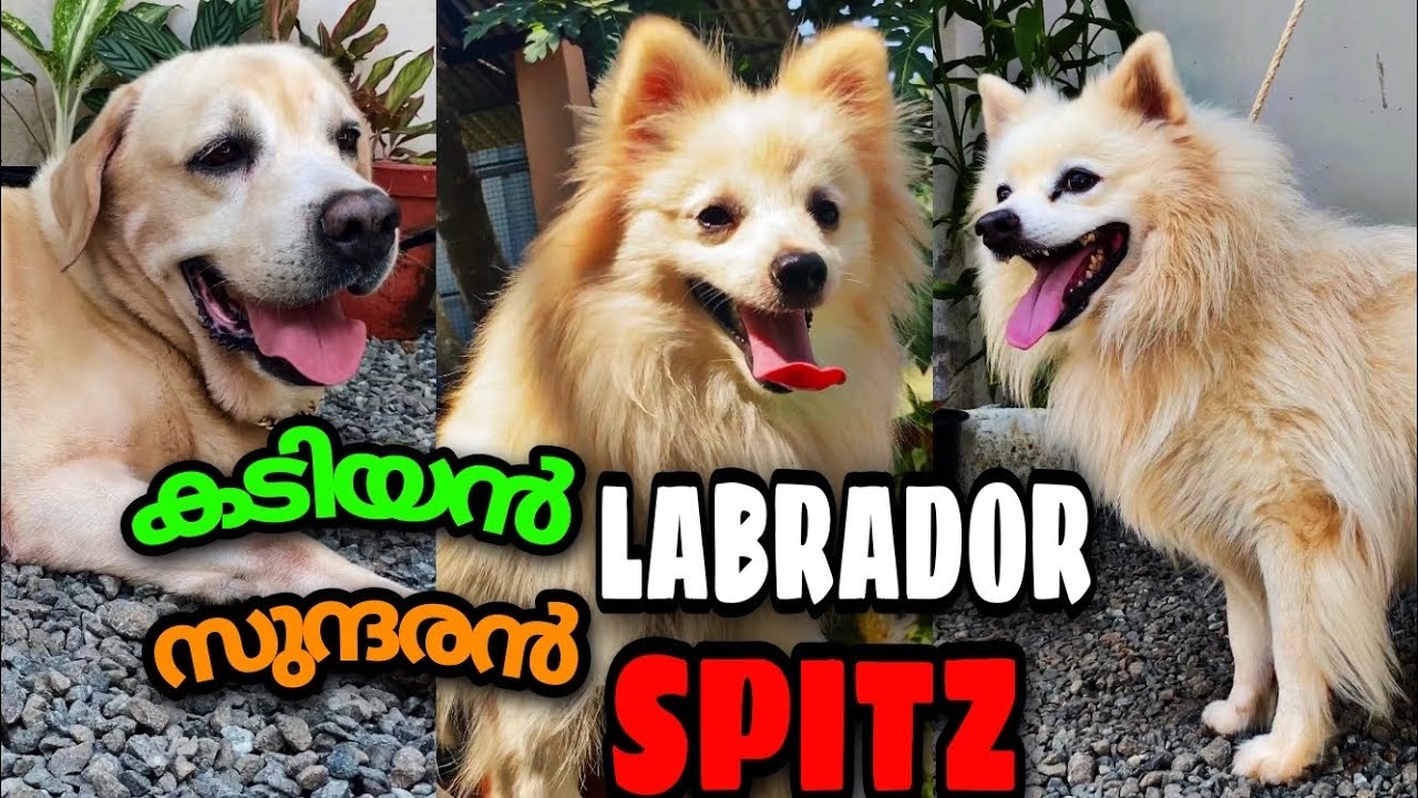 ഇവരാണ് ശെരിക്കും ക്യൂട്ട് നായക്കുട്ടികൾ😍|SUPER QUALITY LABRADOR & SPITZ ...