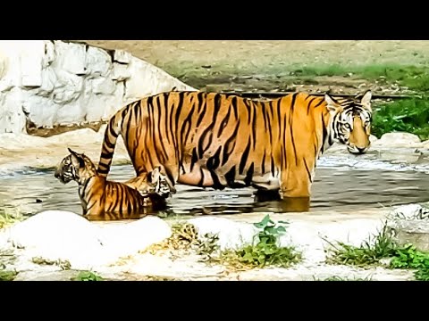 Tiger with family 2 Months old Cubs spending life in zoological park ...