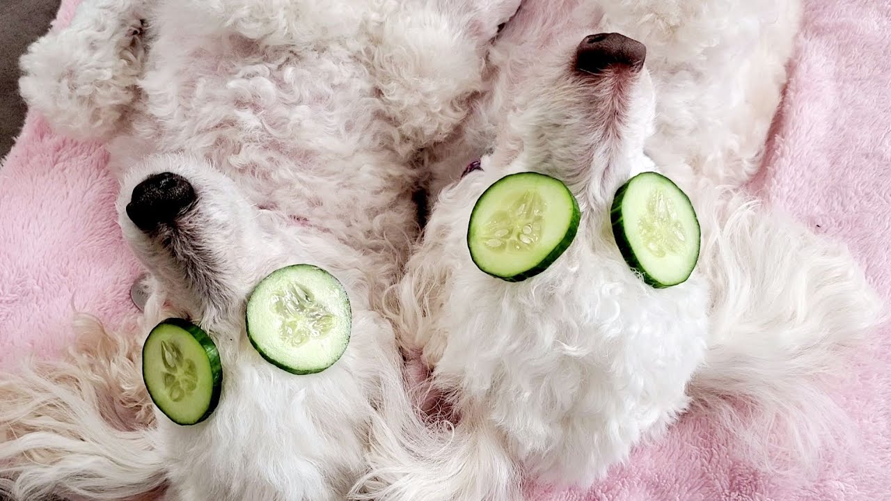 Poodle Sisters' Spa Day/ Dog Massage/ Dog & Fashion - YouTube