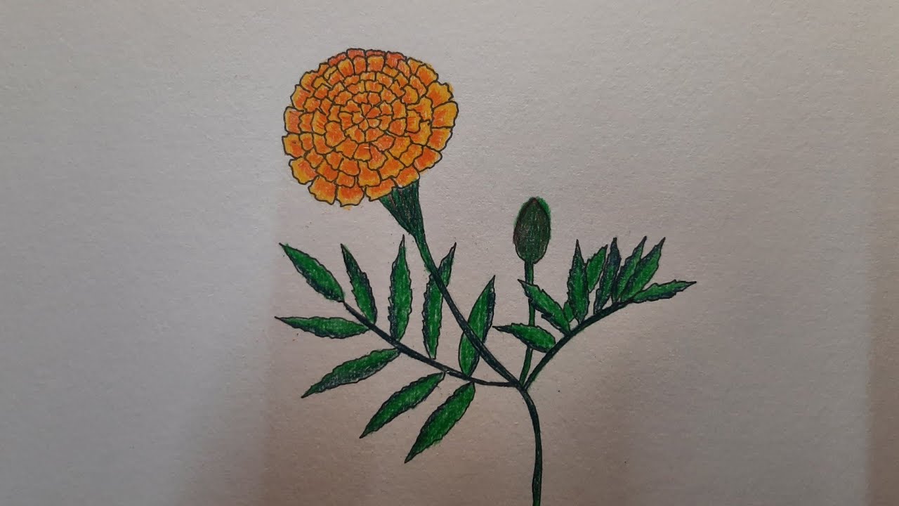 How to draw Marigold Flower l How to paint Marigold using oil pastels l ...