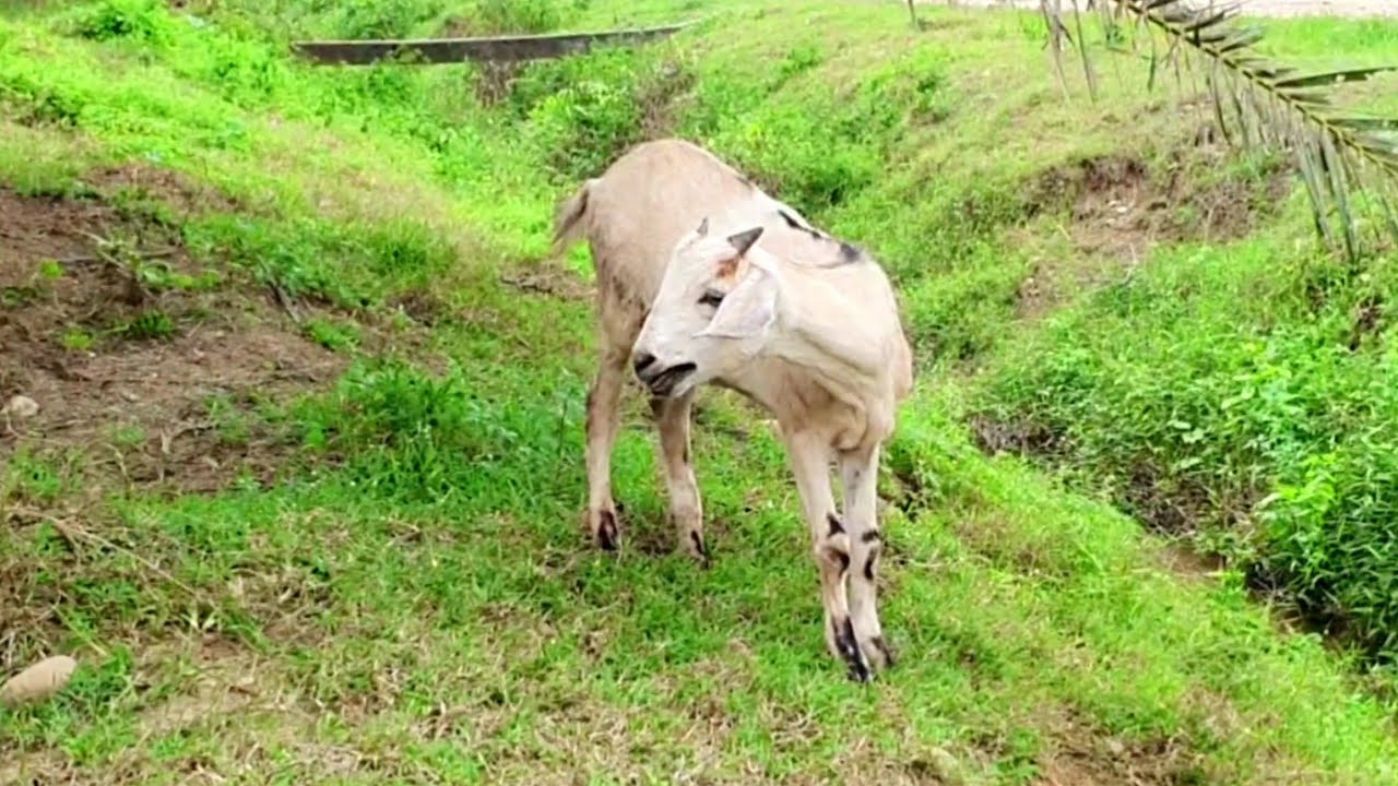 The sound of a goat crying is so beautiful calling for its mother who ...