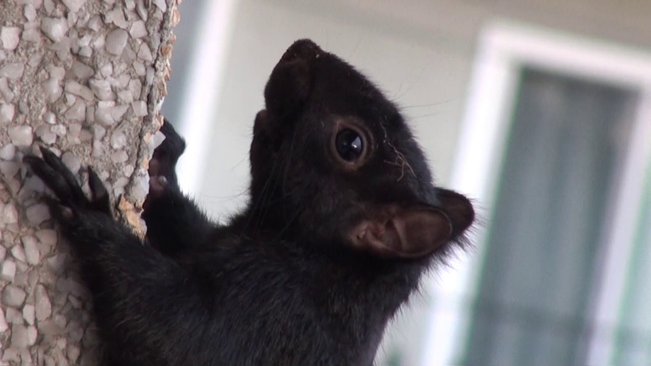 Crazy Squirrel Visits! - YouTube