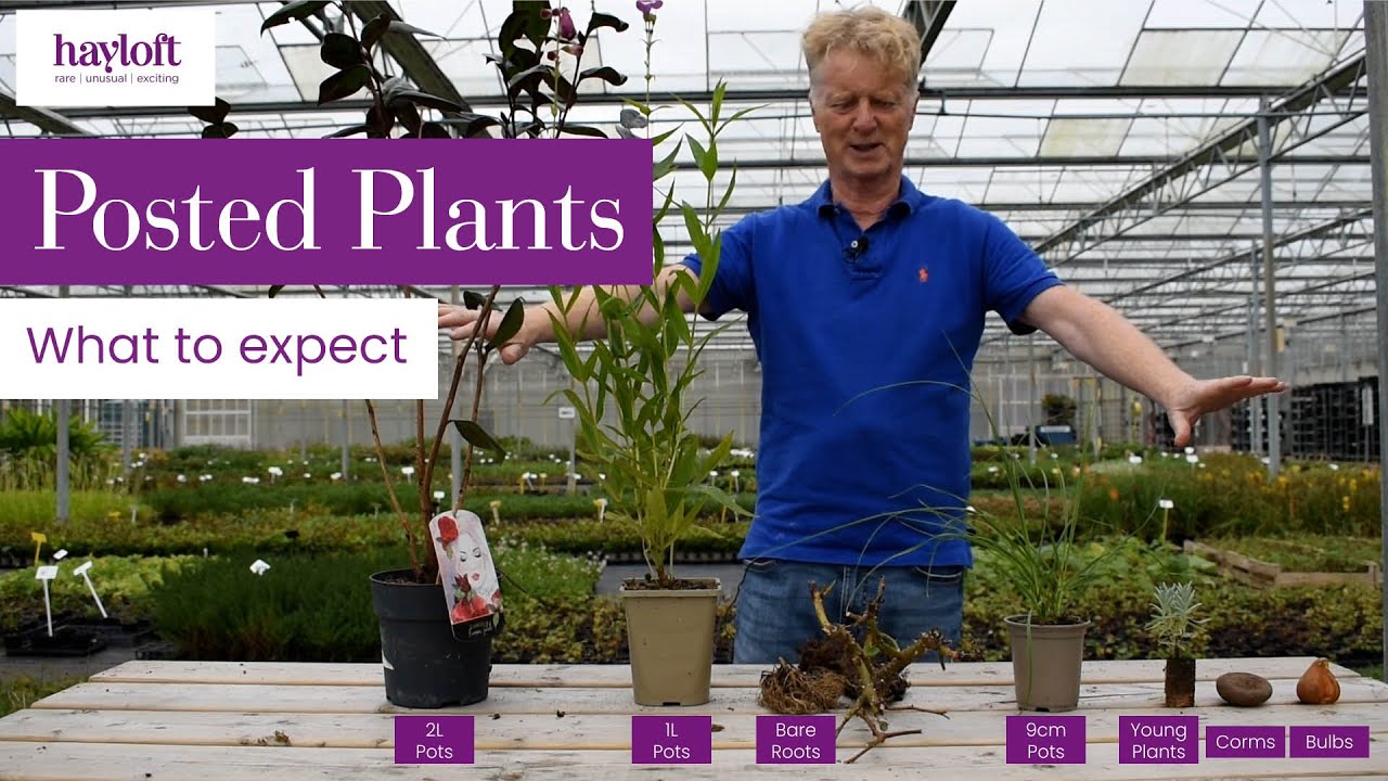 What To Expect From Plants Through The Post - YouTube
