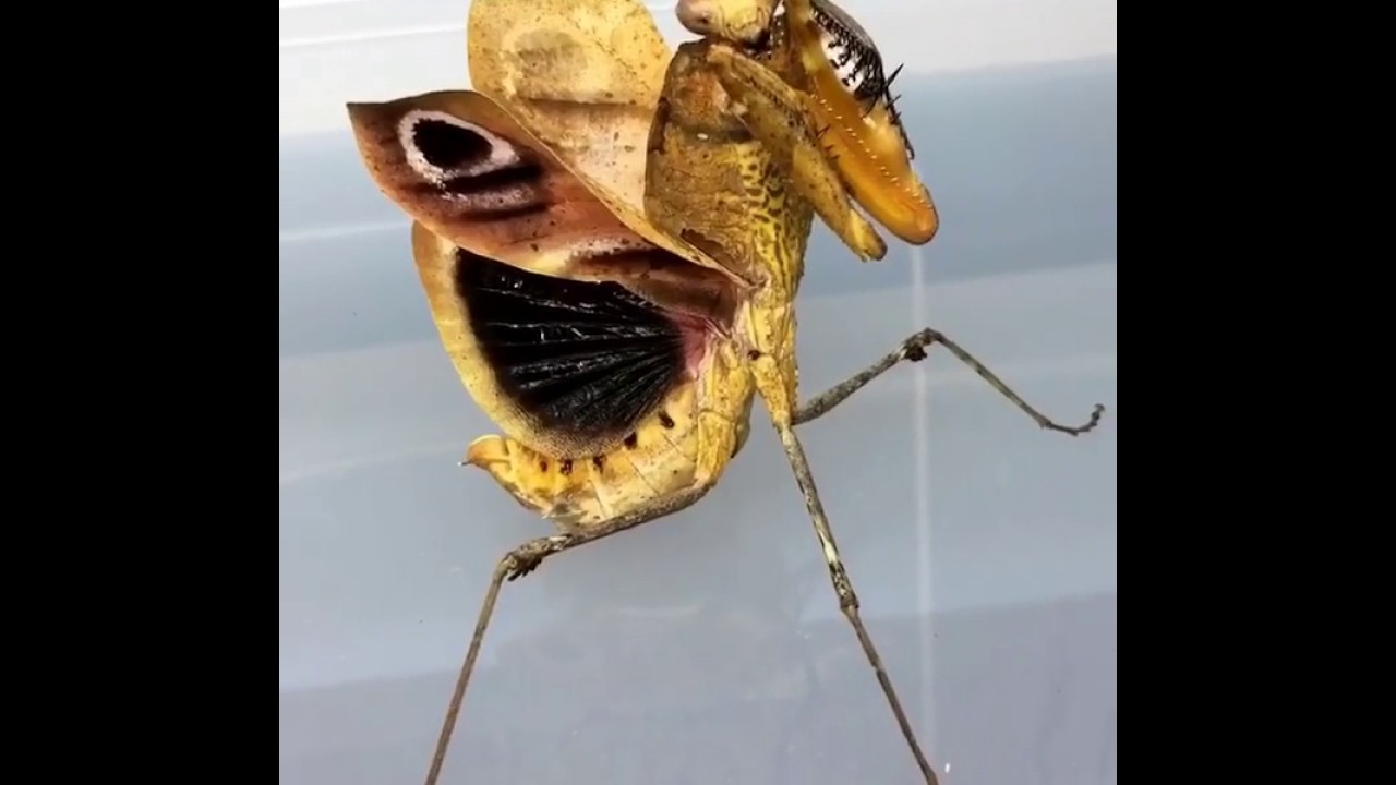 Giant Bug Show - YouTube