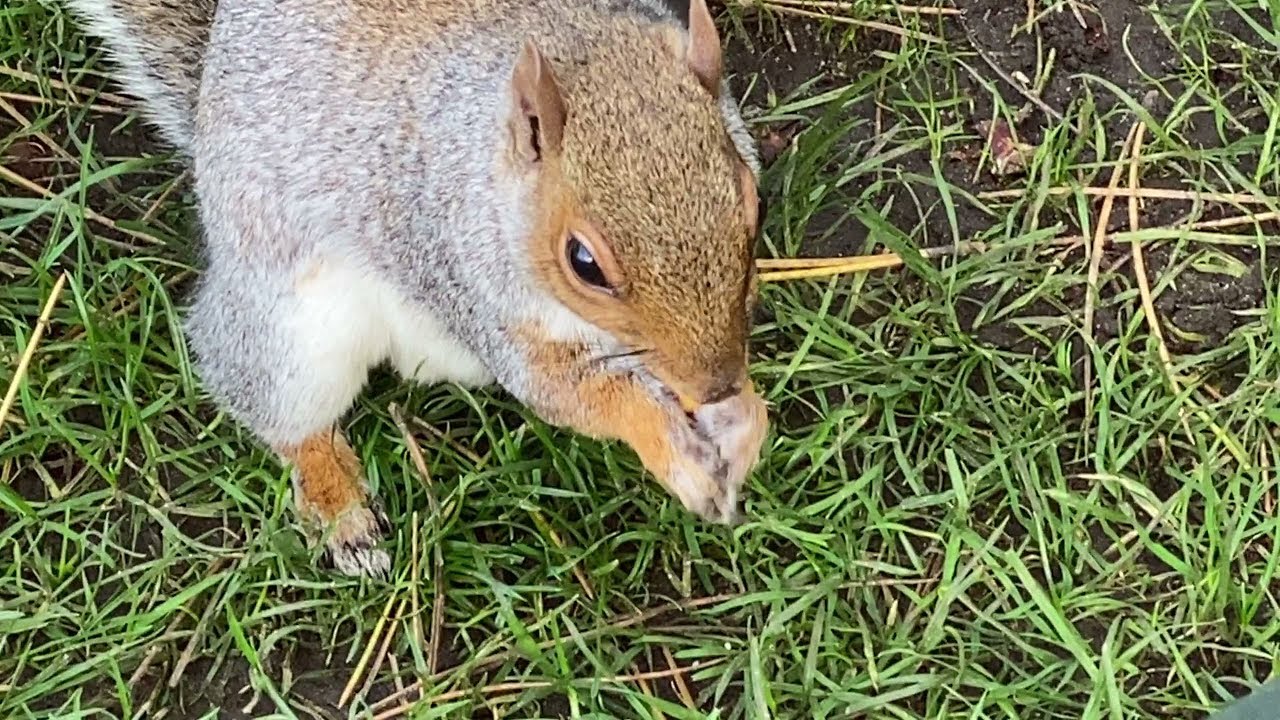 Squirrel+Pigeons+Nature and iPhone 11 Pro Video Clarity - YouTube