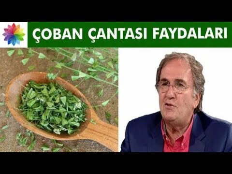 Çoban Çantası Otu Faydaları Nelerdir | Çoban çantası otu nedir | Çoban Çantası Otu Nasıl Kullanılır?