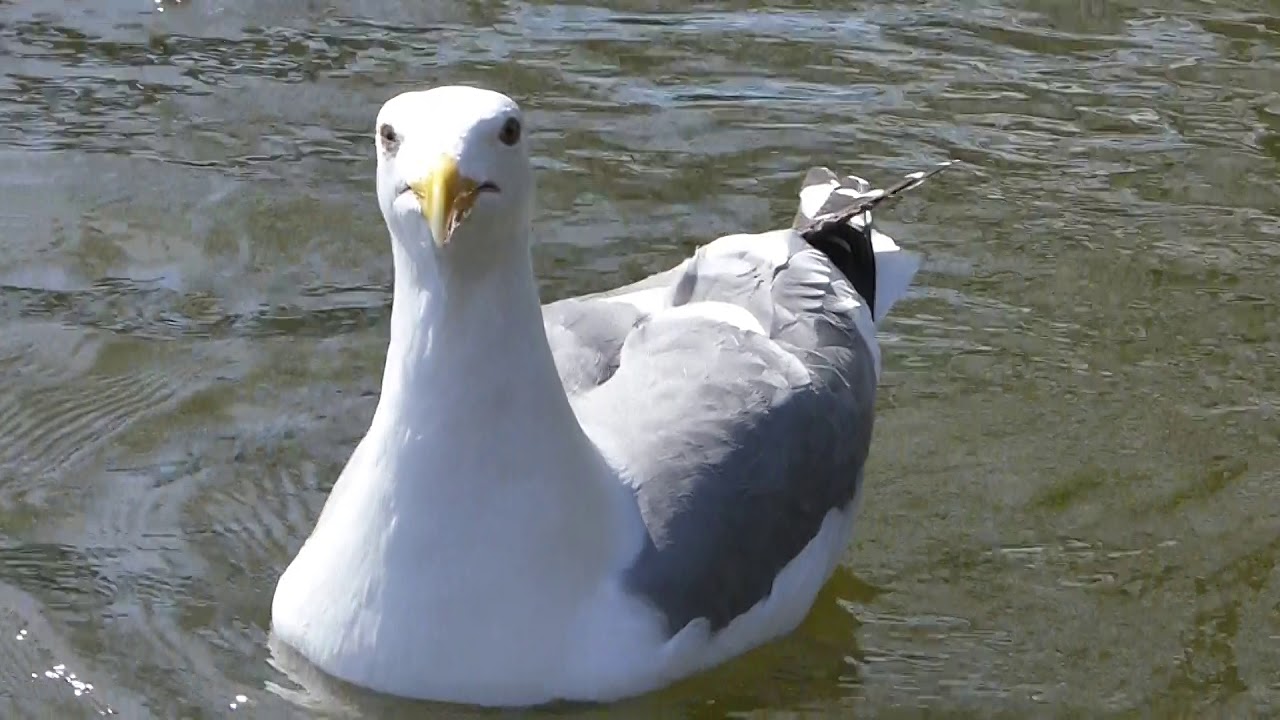 sea gull - YouTube