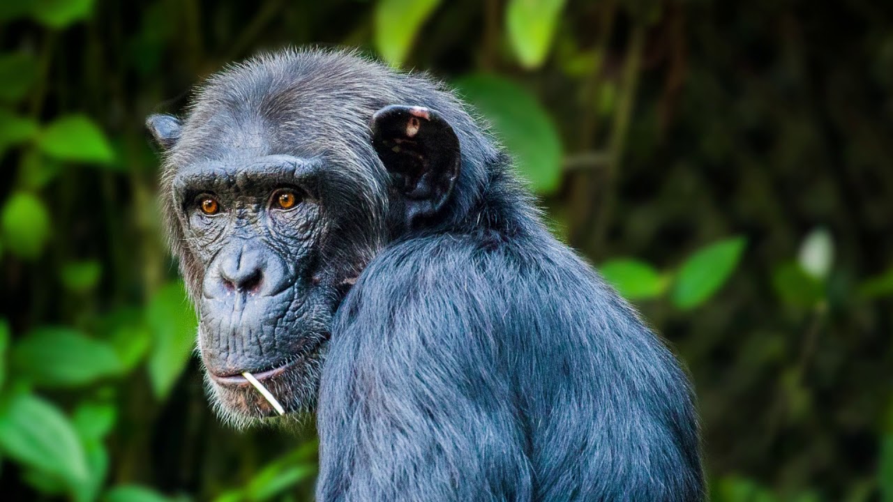 String Driven Thing Circus - YouTube