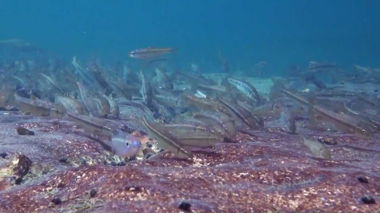 stonerollers - YouTube