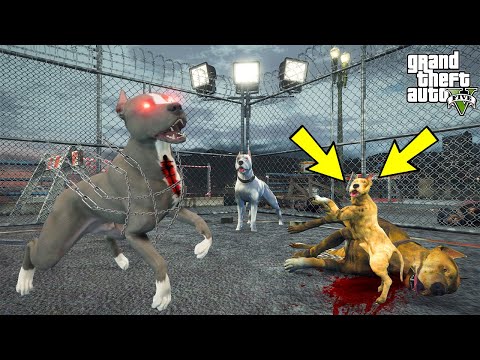 YAVRU PİTBULL KATİL PİTBULL SARI ÖLÜM'LE FİNAL DÖVÜŞÜ YAPIYOR! - GTA 5