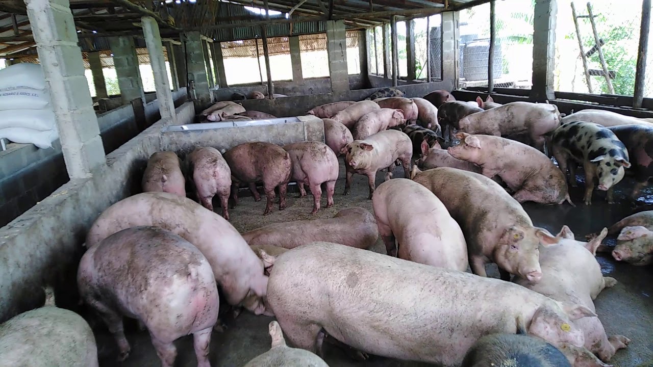 ENGORDE DE CERDO EN RD - YouTube