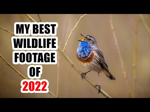 My Best Wildlife Videos of 2022 II Relaxing footage with nature sounds 4k