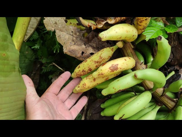 Undomesticated Banana On The Hunt For Wild Bananas In Papua New Guinea