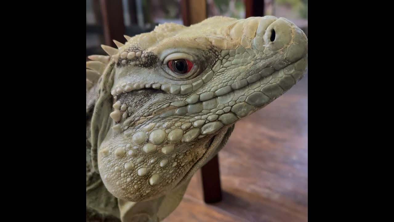 4 FOOT LIZARD PLAYING WITH A BOTTLE!!!! HE’S SUCH A SMART ANIMAL - YouTube