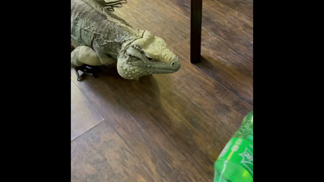 4 FOOT LIZARD PLAYING WITH A BOTTLE!!!! HE’S SUCH A SMART ANIMAL - YouTube