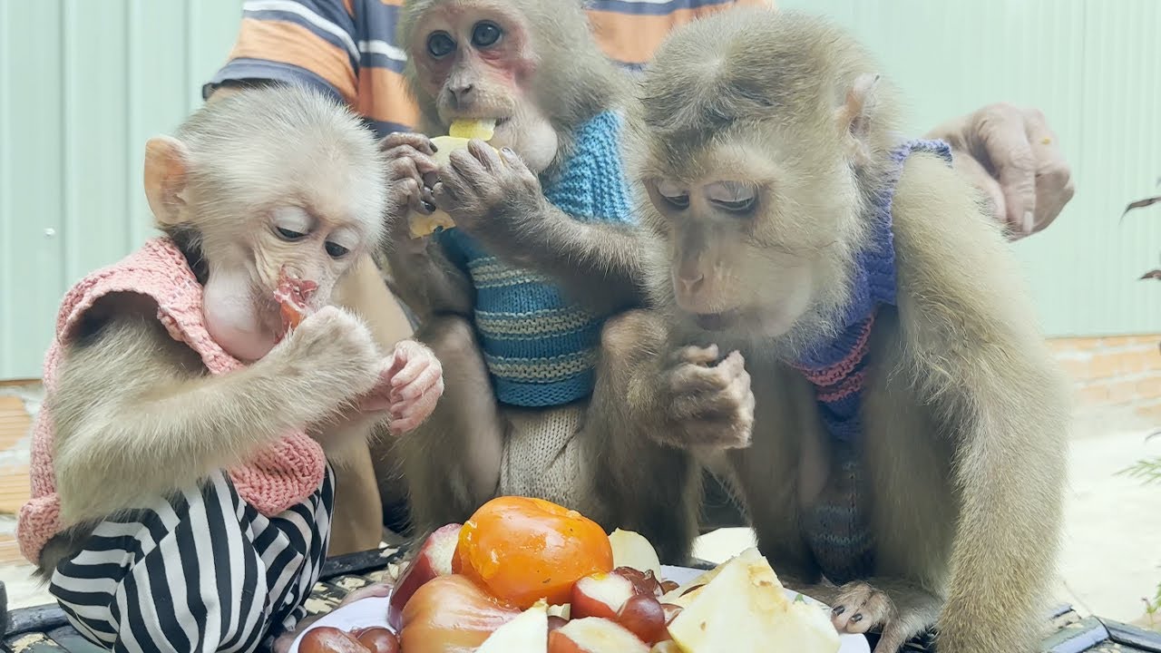 Monkey baby happily eats fruit with grandpa at noon - YouTube