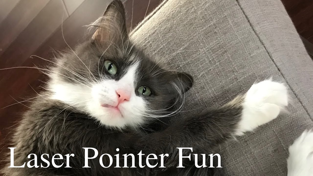 Laser Pointer Fun - YouTube