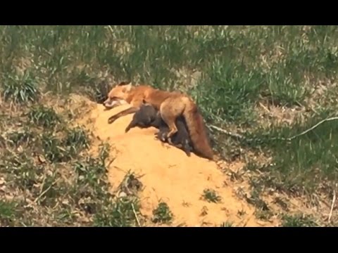 Mama fox nursing the cutest baby foxes ever! - YouTube