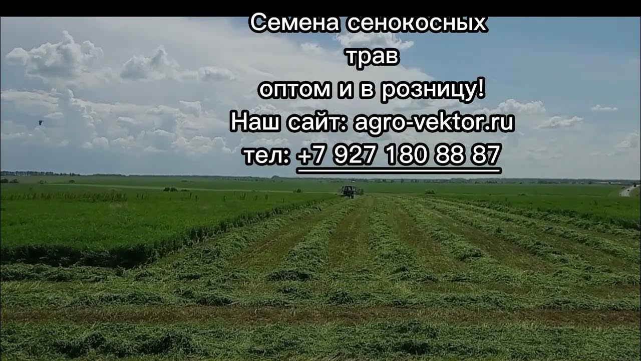Семена сенокосных трав. Наш сайт: agro-vektor.ru - YouTube