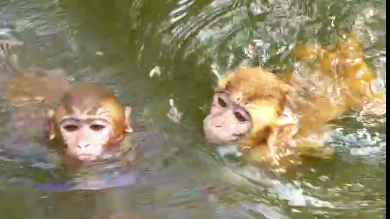 Baby Monkey is bathing in the river|| Monkey videos Monkey bun #funny🙈🙊🙉🐒🐒 - YouTube