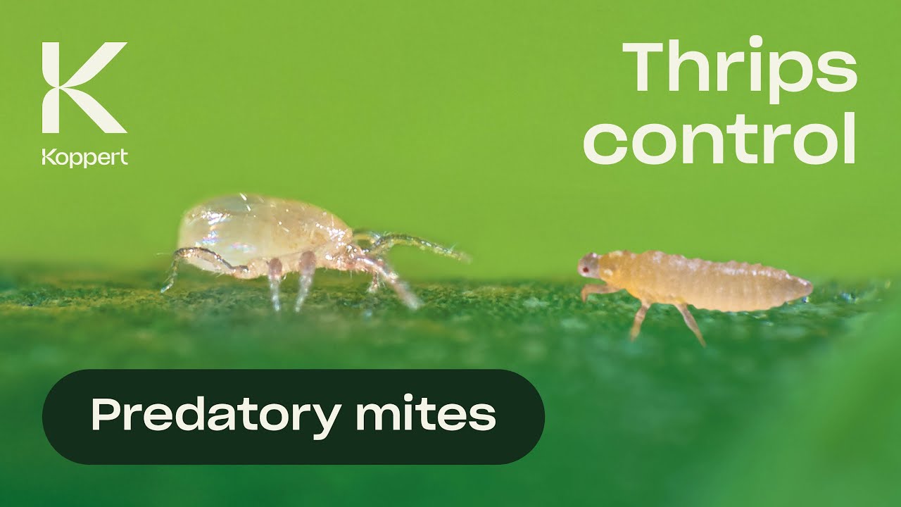 Thrips Control with Predatory Mites (Neoseiulus cucumeris) - YouTube