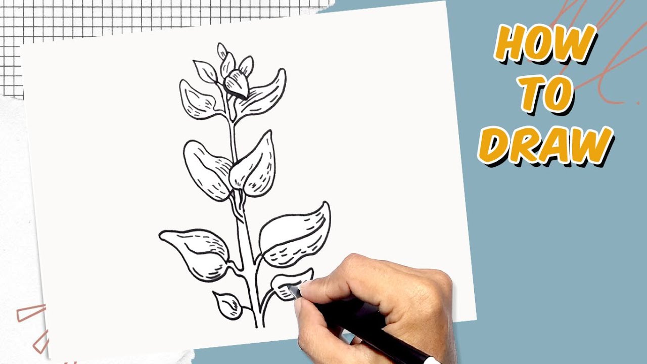 How to Draw Oregano Flowers - YouTube