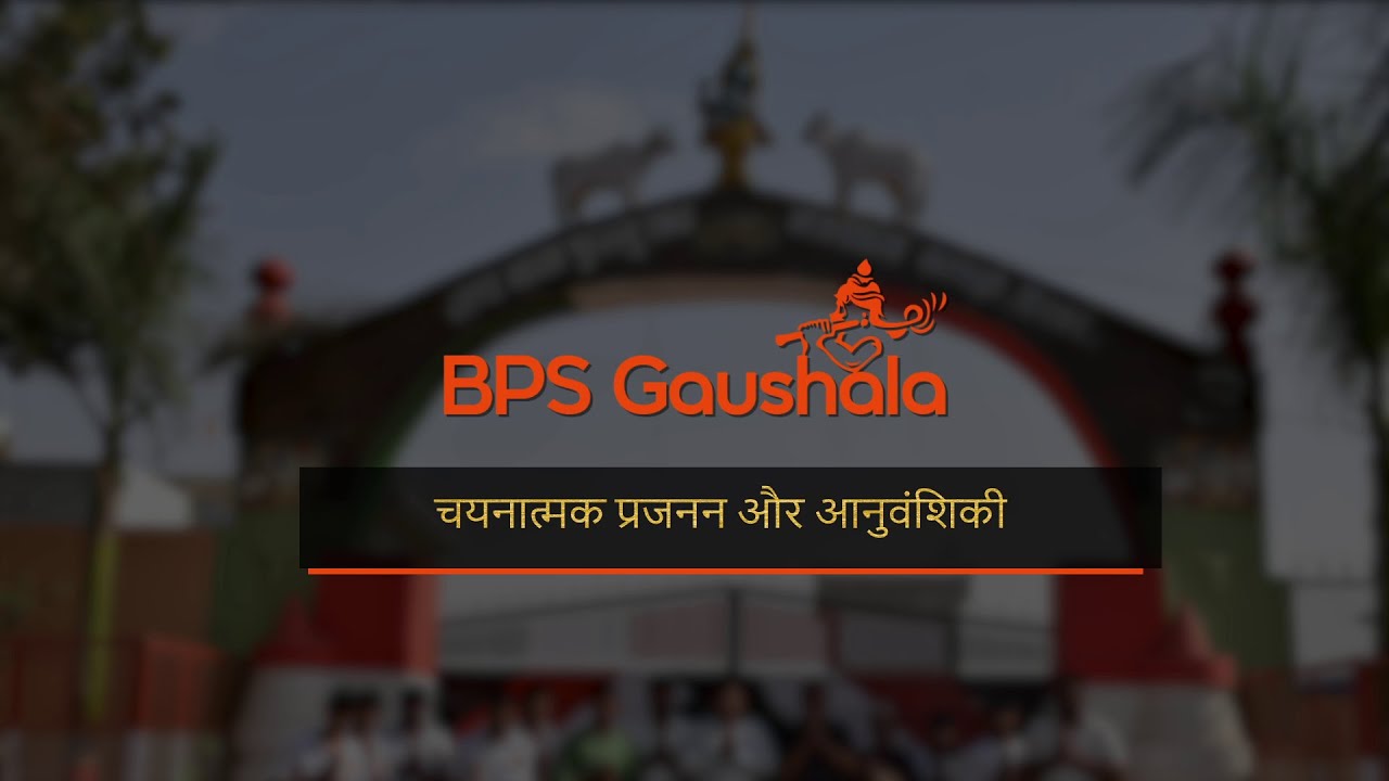 BPS Gaushala: A Safe Haven for Sacred Cows - YouTube