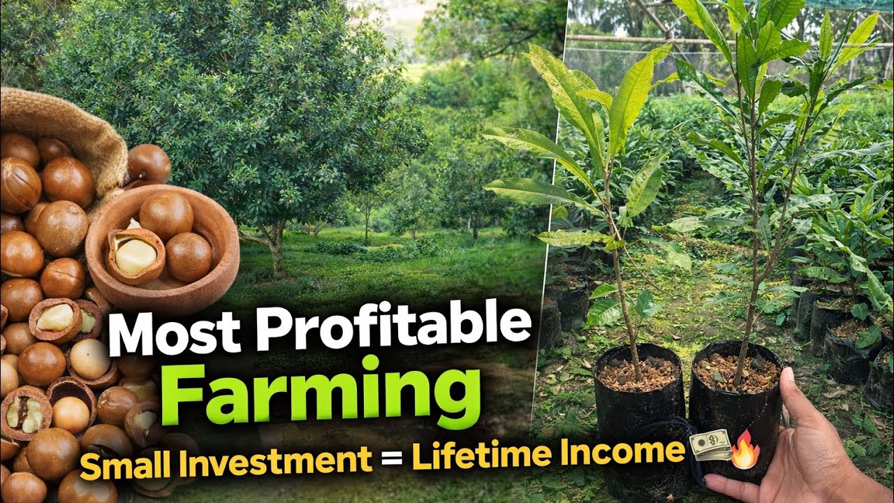 WORLD’S Most Expensive Nut Plants || Most Profitable Farming💸🤑 || Full ...