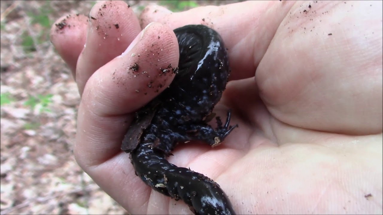 Michigan Spring Critters Adventure! Part 3 - YouTube