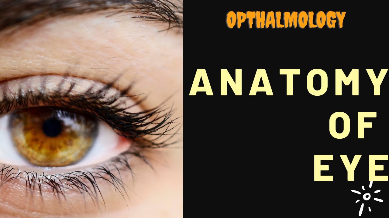 Anatomy of the eye, opthalmology. - YouTube