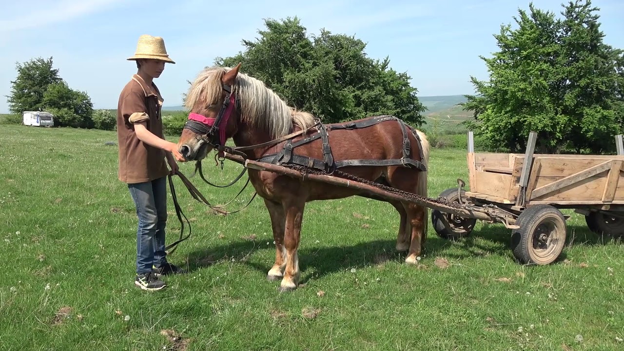Poneii lui Ion de la Capusu Mare, Cluj 4 Mai 2018 - YouTube