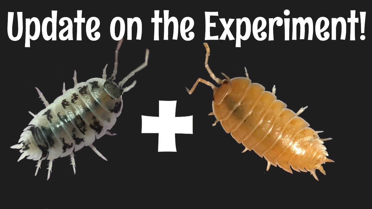 Porcellio laevis Isopod Experiment Update - YouTube