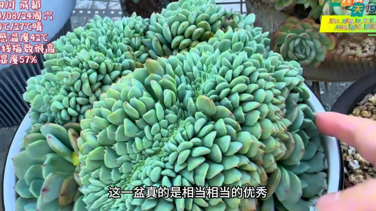 昨天晚霞今天赫拉，是不是特别像？他们叶片不一样，都是夏季美肉 Youtube
