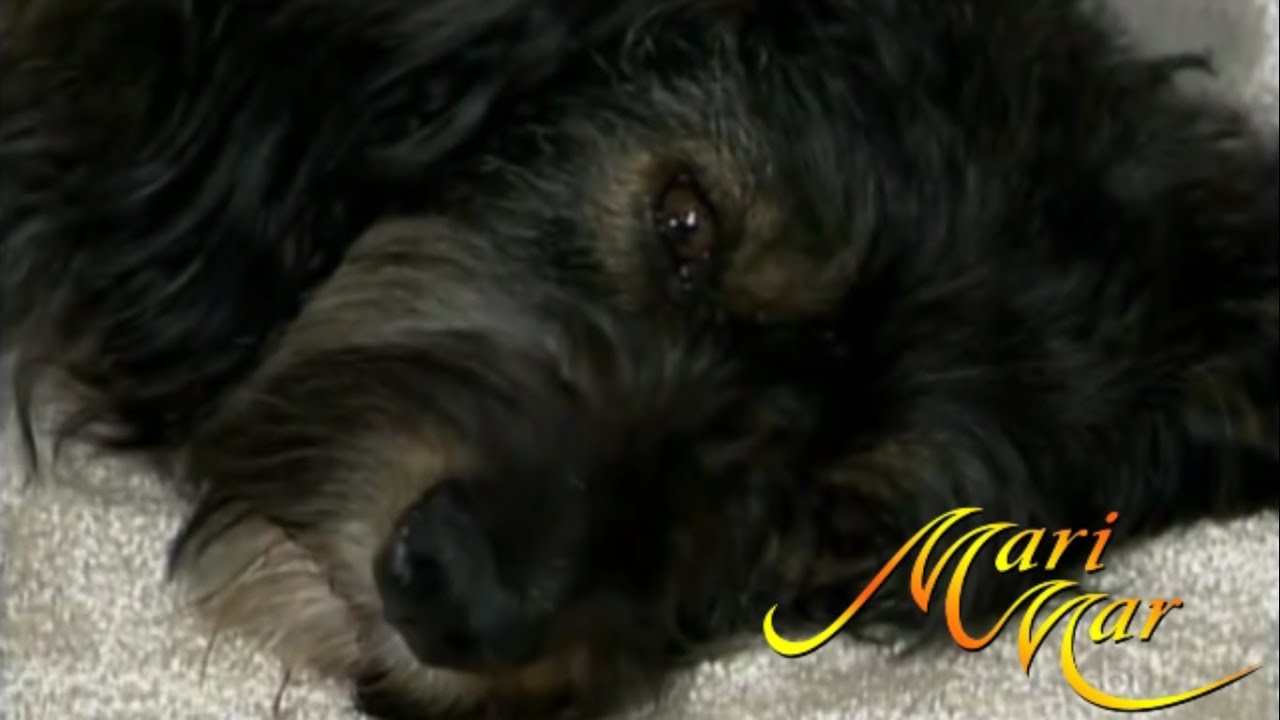 ¡Pulgoso siente la falta de Marimar! | Marimar - Televisa - YouTube