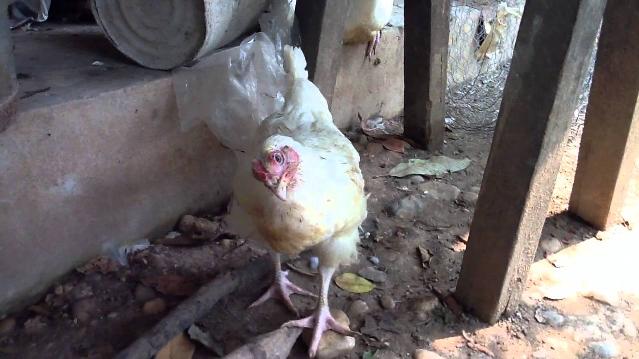 pollito torcido - YouTube