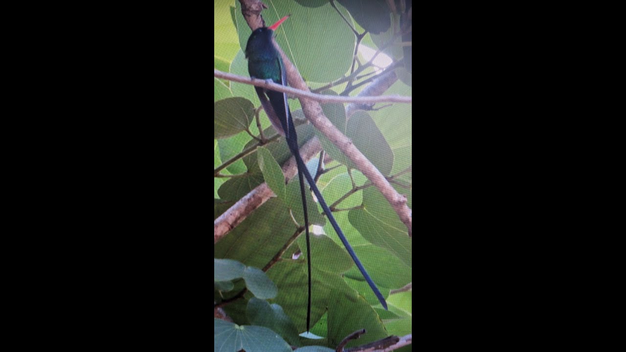 Jamaican Doctor Bird (Hummingbirds) - YouTube