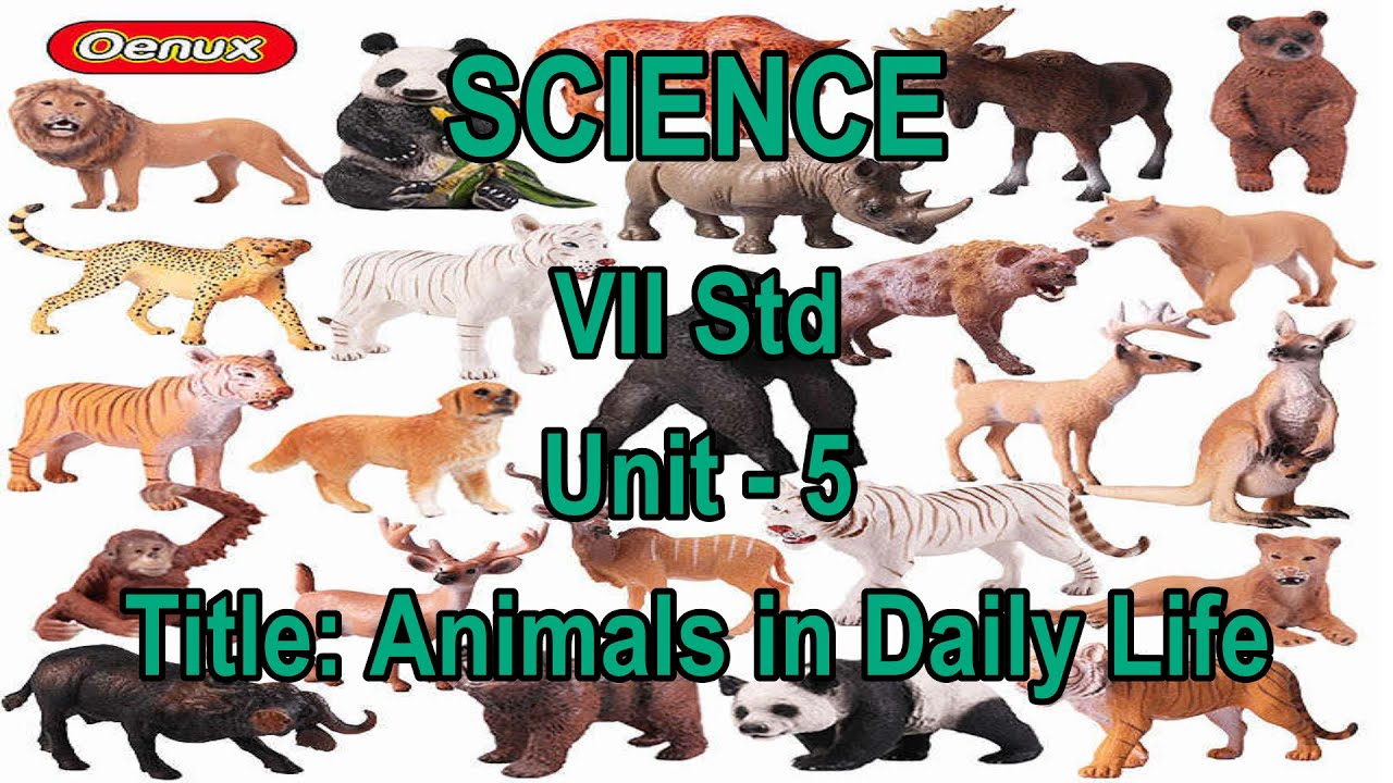 VII Std Science - Animals in Daily Life - YouTube