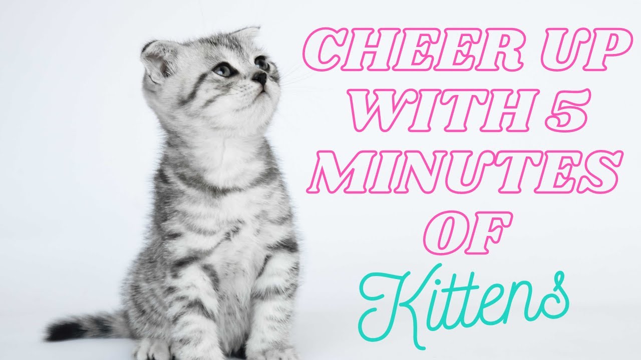 Cheer Up with 5 Minutes of Kitten Videos! - YouTube