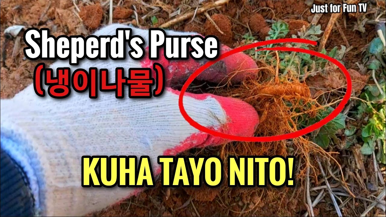 SHEPERD'S PURSE (냉이나물/NAENGI) SPRING GREEN - YouTube