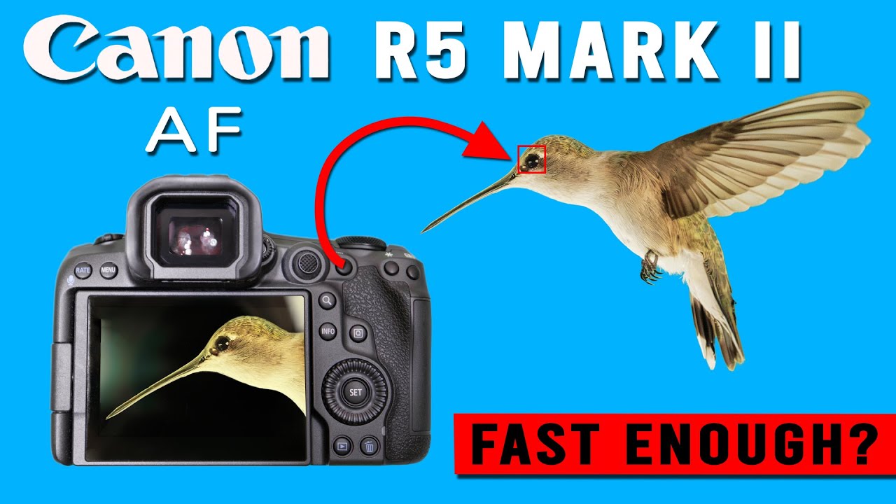 Canon R5 Mark II eye detect autofocus How to Photograph Hummingbirds ...
