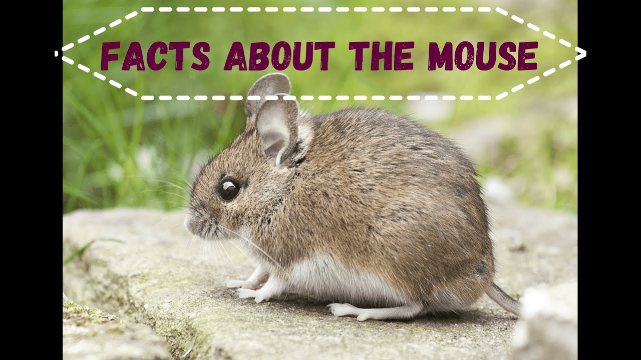 Amazing Facts About Mice You Didn't Know - YouTube